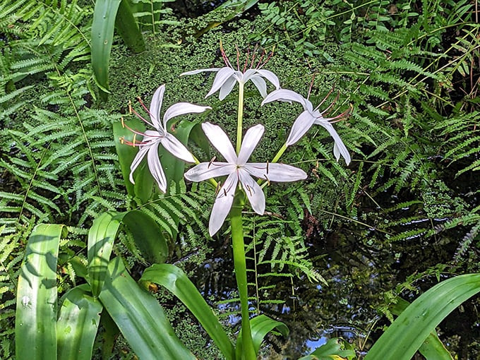 A delicate swamp lily unfurls its star-shaped bloom, nature's version of origami performed with botanical precision.