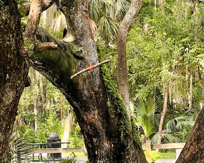A simple pleasure hanging from a centuries-old oak &ndash; proof that sometimes the best entertainment doesn't require batteries or Wi-Fi.