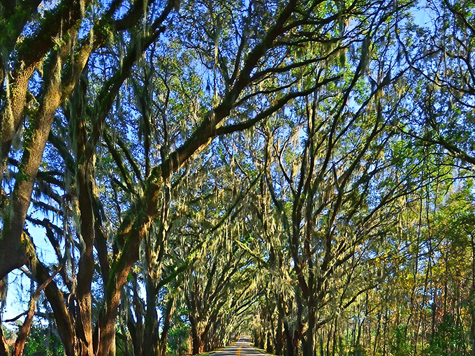 These aren't just trees &ndash; they're time travelers who've witnessed centuries of Florida history from their steadfast positions along this historic corridor.