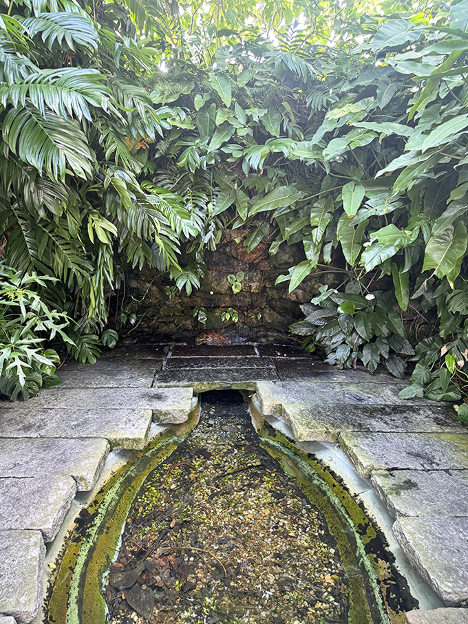 Nature reclaims this stone pathway, where tropical foliage creates a secret passage that feels like stepping into Florida's prehistoric past.