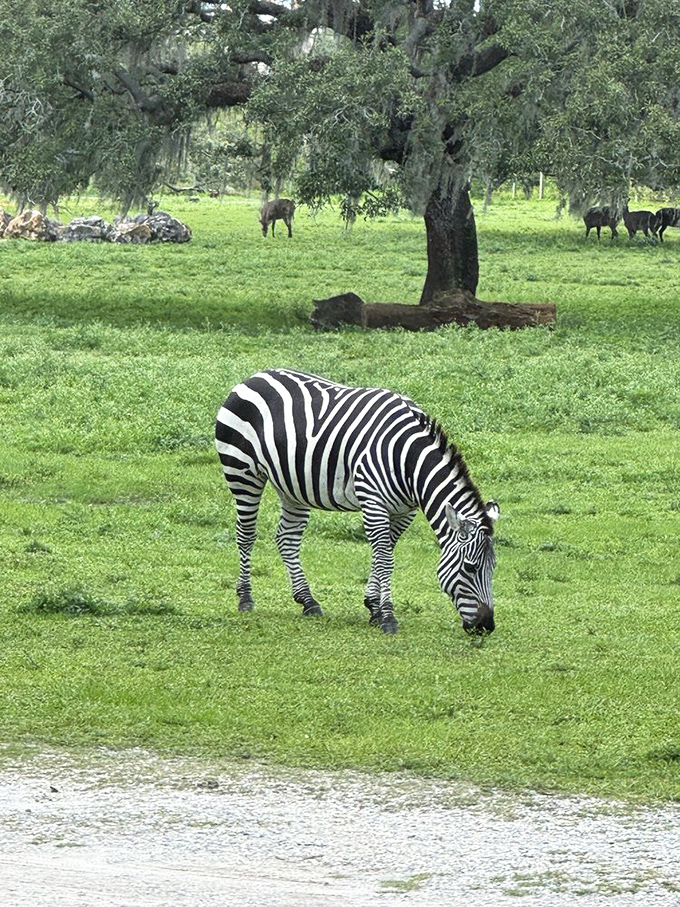 Zebra: Nature's most dramatic fashion statement grazes peacefully, its bold black-and-white pattern a stunning contrast against the verdant landscape.