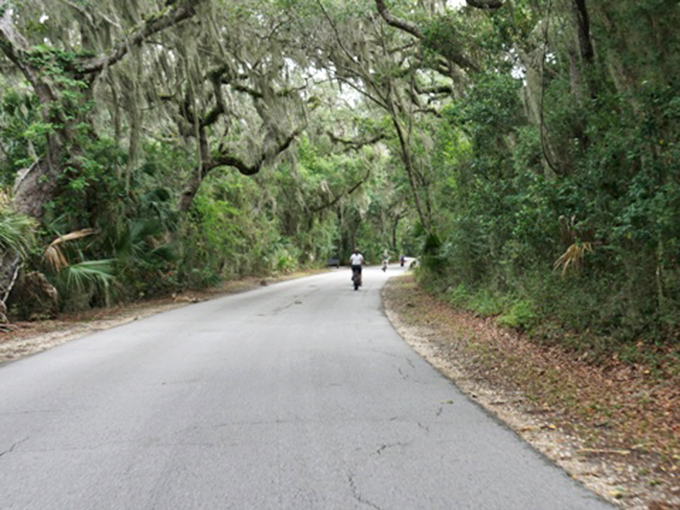 The bike trail winds through a verdant paradise where time slows and worries dissolve under the watchful gaze of ancient trees.