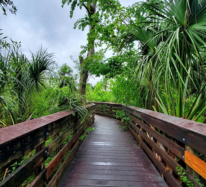 The elevated boardwalk offers an intimate journey through lush wetlands without disturbing the delicate ecosystem below.