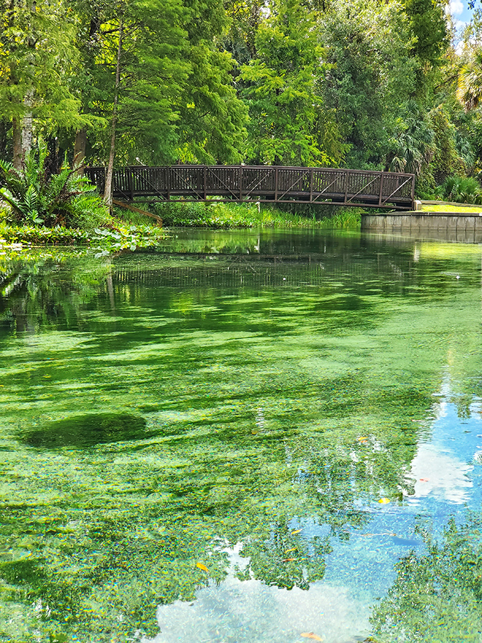 A bridge spanning emerald waters, connecting not just two shores but visitors to the Florida that existed before neon and roller coasters.