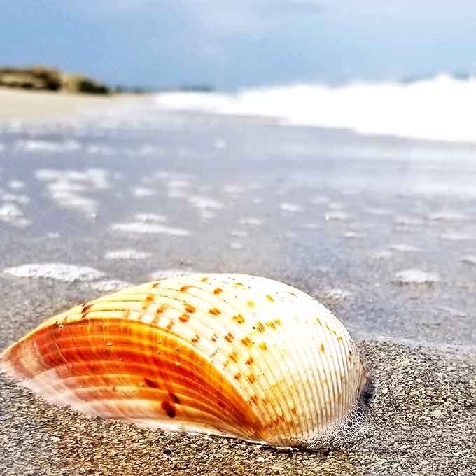 A perfect cockle shell catches morning light on Blowing Rocks' shore. Nature's jewelry, more precious than anything found in store windows.