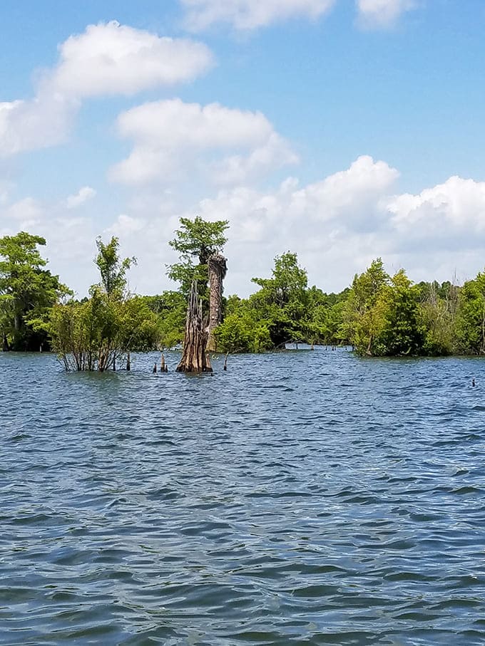 Choppy waters dance around emerging cypress knees, creating a rhythm as old as the forest itself.