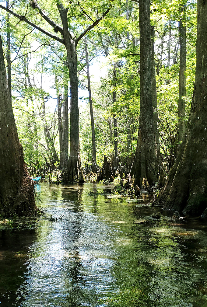 Cathedral-like cypress groves create a watery wonderland where time slows down and worries dissolve into the gentle current.