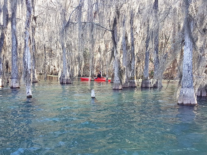 Kayaking through the cypress forest feels like navigating through the set of a fantasy film – minus the CGI effects.