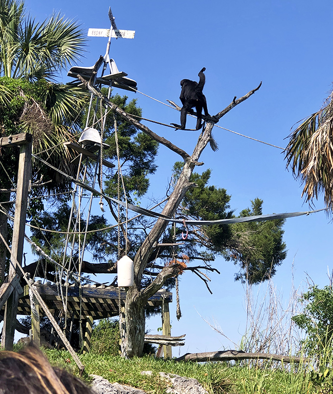 Perched high above visitors, this monkey seems to be enjoying the prime real estate and spectacular views that come with island living.