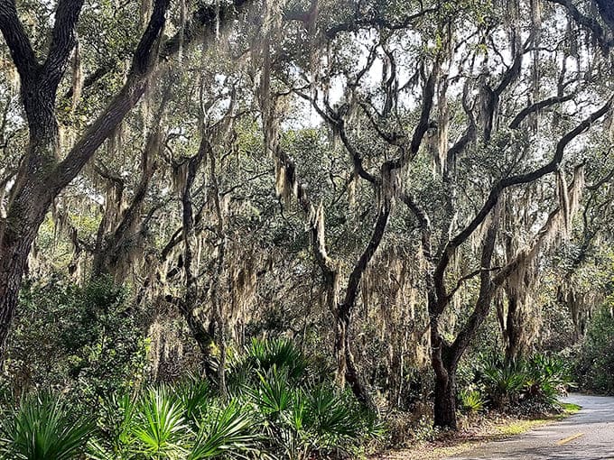 Spanish moss drapes from gnarled oak branches like nature's own decorative touch, creating a quintessentially Southern coastal scene.