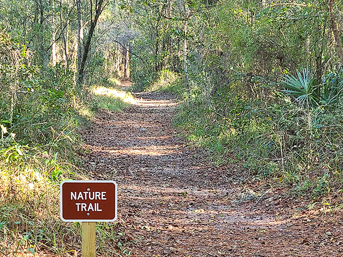 Follow where the forest leads! The nature trail invites explorers to discover Florida's wild side beyond the spring.