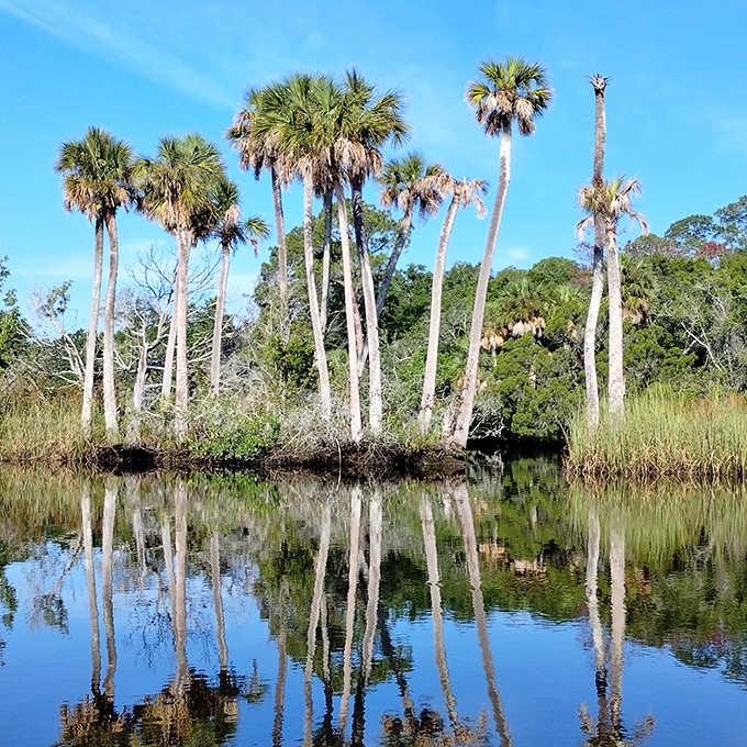Majestic palm trees stand like nature's skyscrapers, their reflections creating a perfect symmetry that no architect could design.