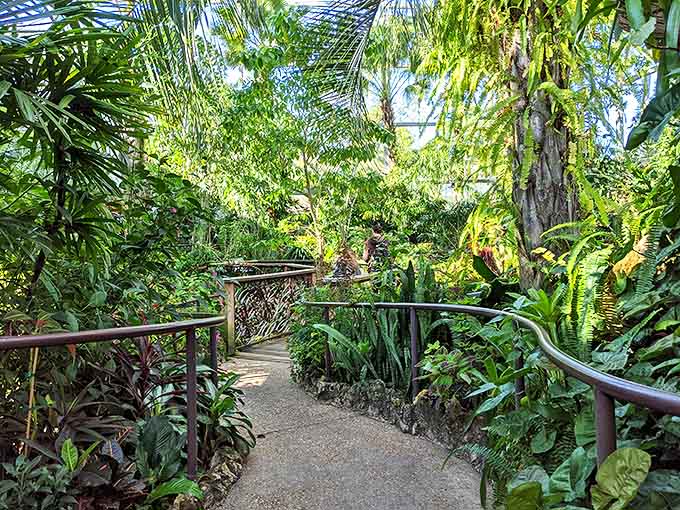 Winding pathways invite exploration through dense tropical vegetation where every turn reveals new winged wonders and photo opportunities.