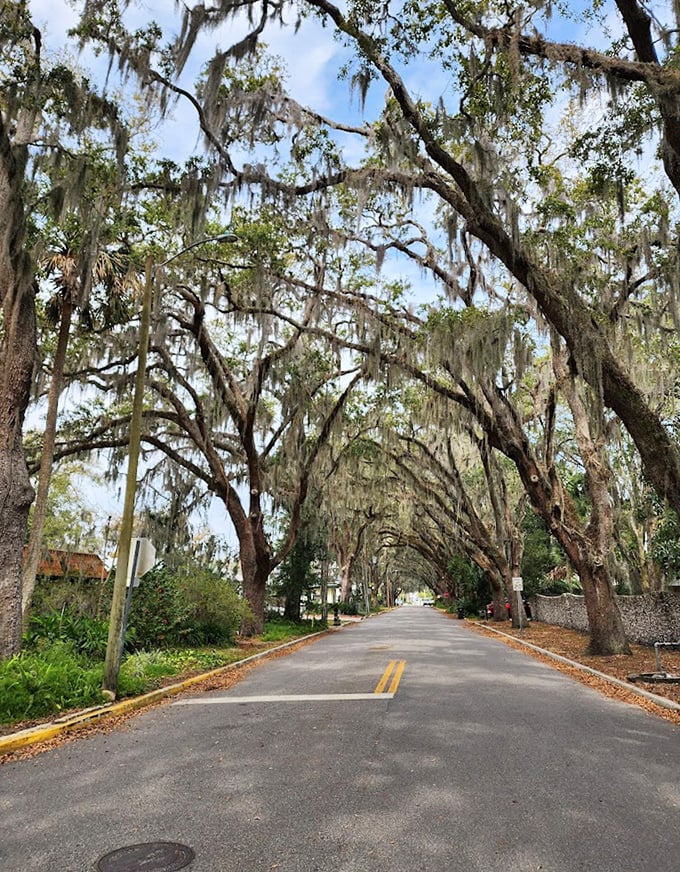 This picturesque natural tunnel makes drivers instinctively slow down, as if the trees themselves are saying "What's your hurry? Enjoy the view."
