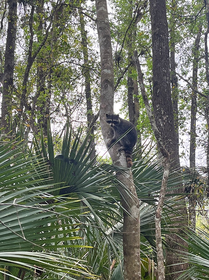 A curious raccoon surveys his domain from a treetop perch, reminding visitors who the real locals are in this forest.