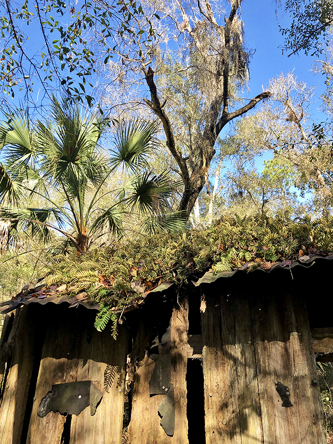 The rusted roof, once a luxury upgrade for pioneer living, now barely clings to its wooden supports.