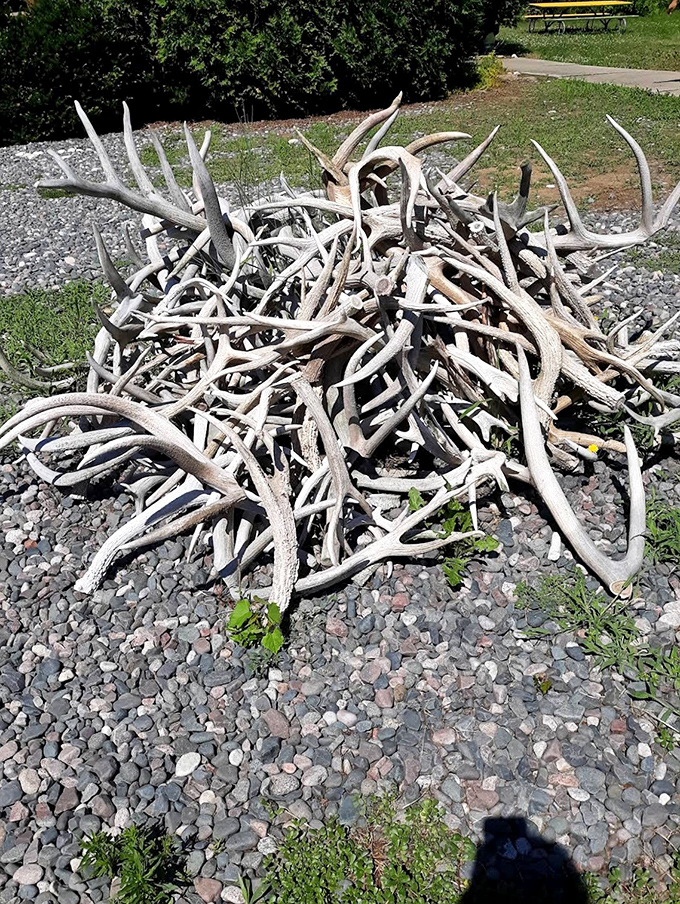 A pile of shed antlers showcases nature's annual renewal – proof that even the most impressive accessories eventually go out of style.