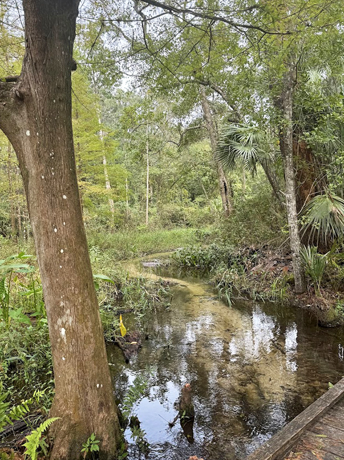 Crystal clear waters reflecting the forest canopy&mdash;like nature's own Instagram filter but infinitely more authentic.