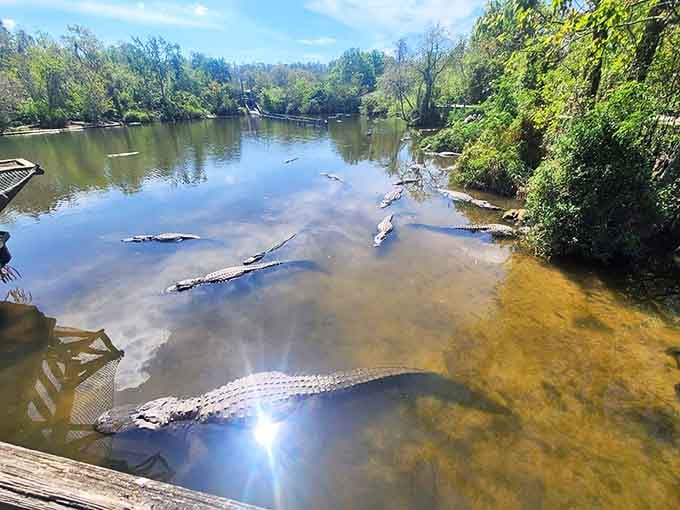 Alligators glide through murky waters with prehistoric grace, their partially submerged forms creating ripples across the peaceful pond.