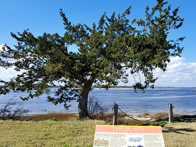 Nature reclaims history as this ancient oak, draped in Spanish moss, provides shade where military lookouts once scanned the horizon.