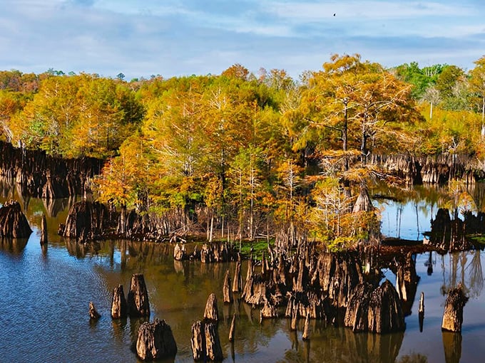 Autumn's golden touch transforms the cypress forest into a scene so beautiful it almost hurts to look directly at it.