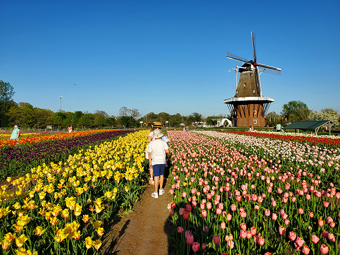 Tulips: Walking between these vibrant rows of tulips feels like strolling through a living rainbow of perfectly arranged blooms.
