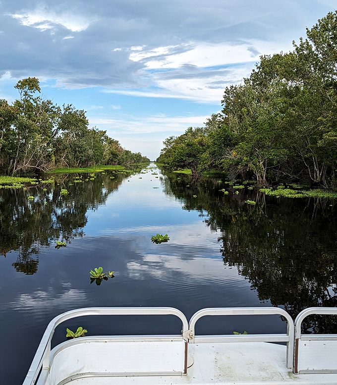 Gliding through nature's cathedral, where cypress columns support a canopy of green and sunlight filters through in divine patterns.
