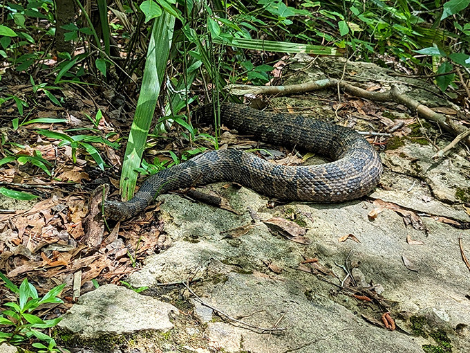 Florida's version of a welcoming committee &ndash; this local resident is just checking to make sure you're enjoying your stay.