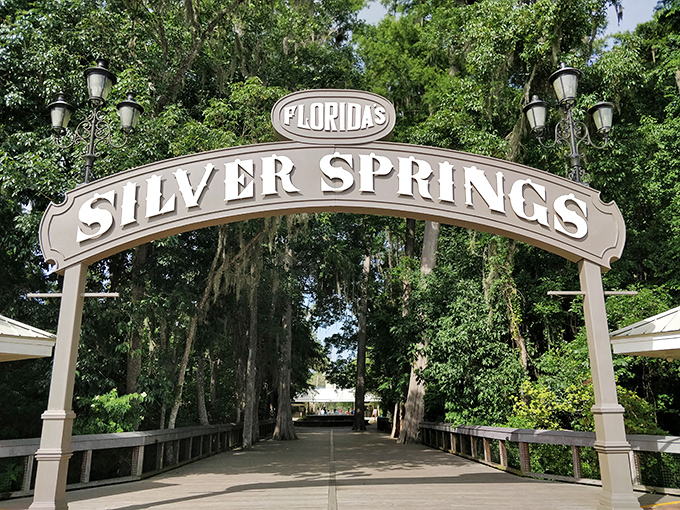 Step through the iconic gates of Silver Springs State Park. A historic Florida treasure filled with glass-bottom boats and wildlife.