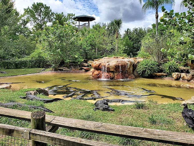 Nature and nurture blend seamlessly in this habitat where alligators bask beneath a gentle waterfall, living their best reptilian lives.