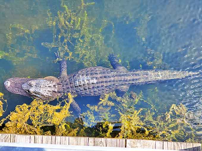 Local residents like this alligator remind you that you're visiting their home, so maybe stay on the boardwalk, yeah?