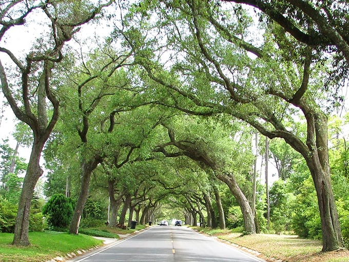 Tree tunnel or time machine? This leafy corridor transports you to a slower, more beautiful era with every passing yard.
