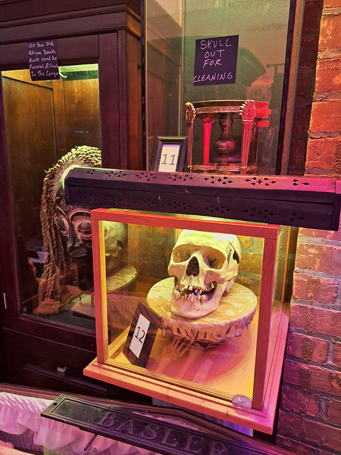 A perfectly preserved skull rests in its display case, inviting contemplation on mortality while educating visitors about anatomical structures.