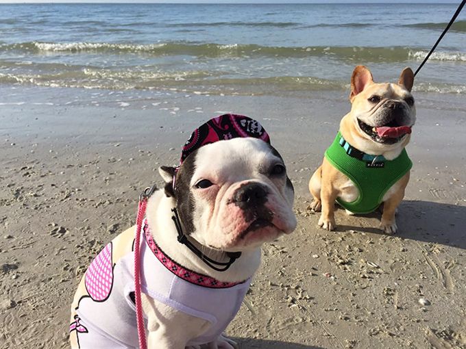 French Bulldog fashion show! These stylish pups rock their harnesses while enjoying a sandy stroll along the shoreline.