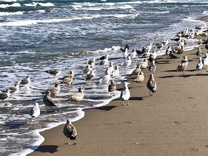 Shorebirds hold an impromptu convention at the water's edge, discussing important matters of fish location and optimal wave-chasing techniques.