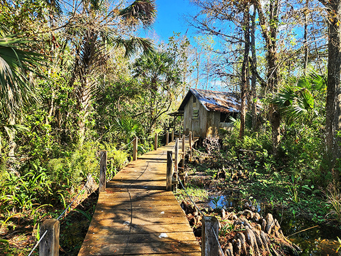 The boardwalk leads to a rustic cabin like a bridge between the modern world and Florida's wild past, spanning both water and time.