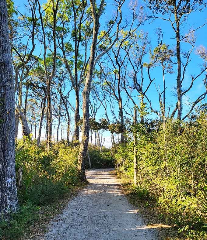 The sandy trail winds through coastal vegetation, building anticipation for the otherworldly beach scene that awaits at the end of your short hike.