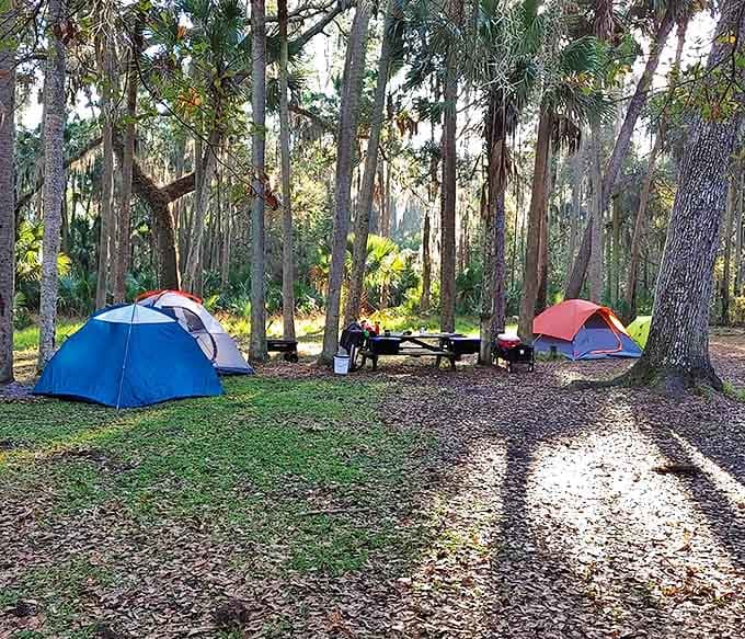 Camping under Florida pines offers the perfect blend of adventure and accessibility – wild enough to feel special, comfortable enough to actually sleep.