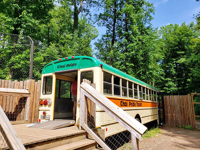 The "Chai Pride" bus stands ready for adventure, looking like it took a wrong turn from a Wes Anderson film set.