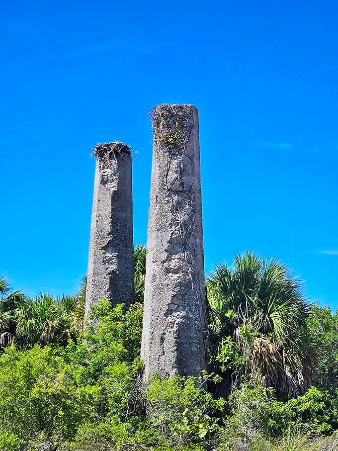 These weathered sentinels stand like ancient monuments, with osprey nests crowning their tops – nature's ultimate penthouse views.