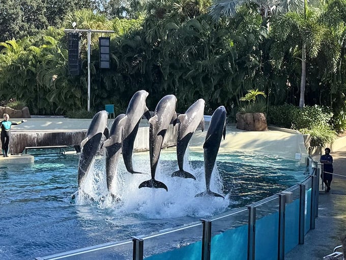 Dolphin Performance: These intelligent marine mammals demonstrate natural behaviors during educational presentations that highlight SeaWorld's rescue efforts and conservation mission.