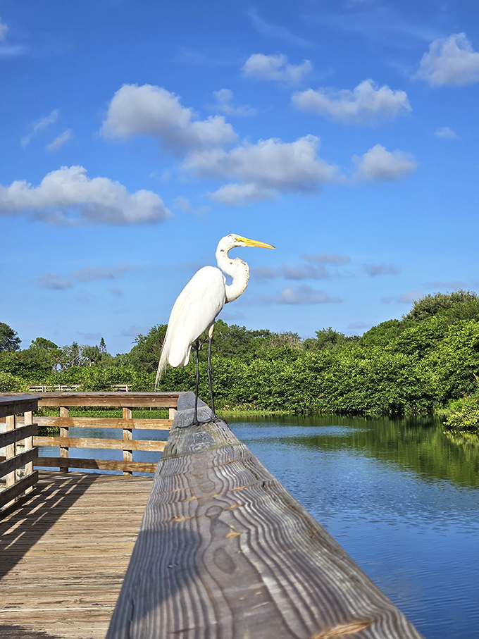 This elegant egret seems to be auditioning for a wildlife calendar, striking a pose that says "I was born for this spotlight."