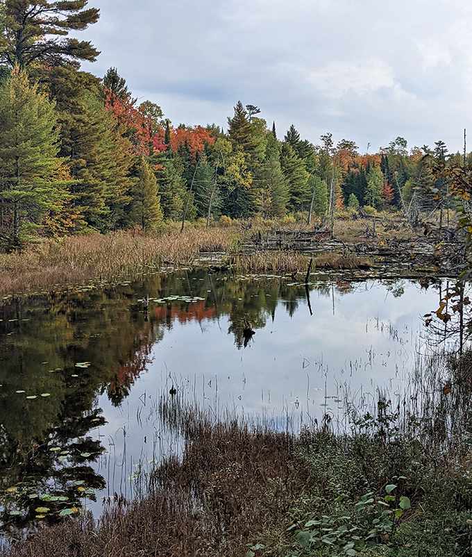 Estivant Pines Nature Sanctuary preserves ancient white pines that whisper centuries of stories through their towering canopy.Estivant Pines Nature Sanctuary preserves ancient white pines that whisper centuries of stories through their towering canopy.