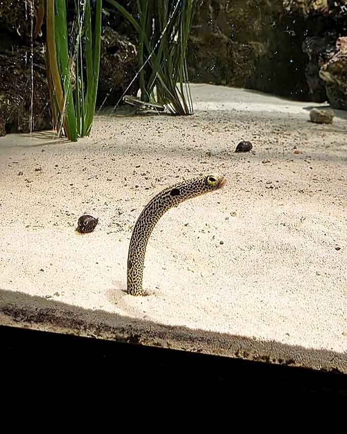 This garden eel pops up like nature's periscope, probably reporting back to headquarters about the strange land creatures pressing against the glass.