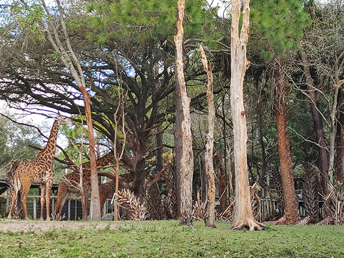 Gentle giants graze peacefully among the pines, their long necks perfectly evolved for reaching the tastiest treetop treats.