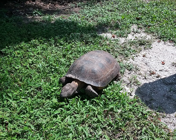 The protected gopher tortoise represents Casey Key's commitment to wildlife conservation, sharing the island with respectful human neighbors.