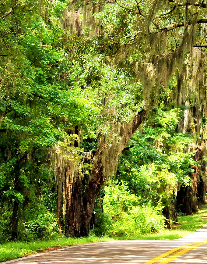Emerald grass carpets the roadside, creating a perfect frame for the asphalt path that seems to float through this verdant paradise.