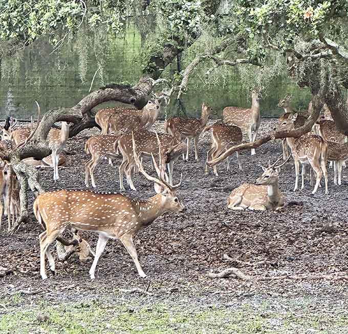 A peaceful gathering of spotted deer creates a scene of tranquil beauty under the shade of Florida's majestic oak trees.