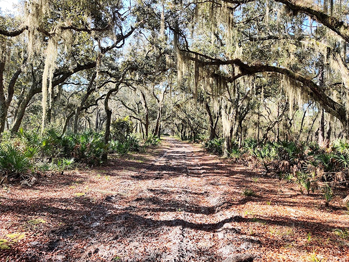 Historic Ethel Trail: Spanish moss drapes these ancient oaks like nature's own decorating committee, creating a cathedral-like passage through living history.