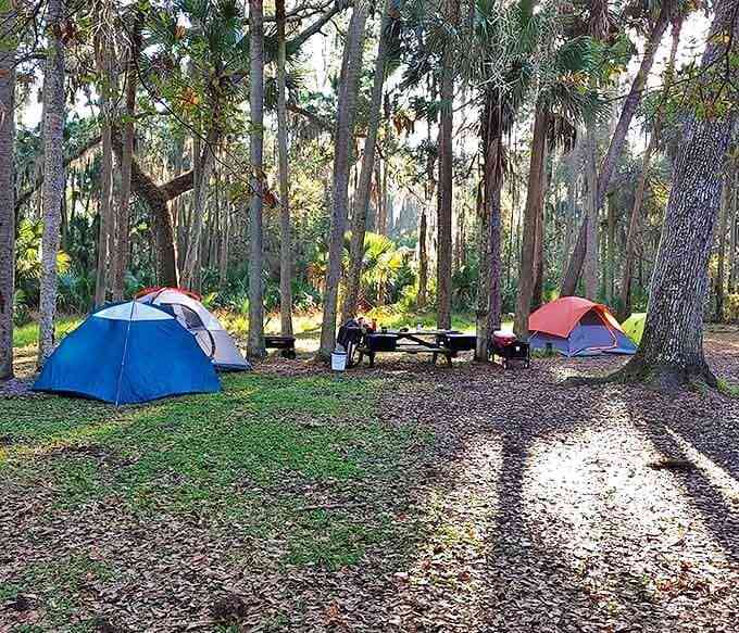 Colorful tents create temporary homes beneath the protective canopy of palms and oaks, where campers fall asleep to nature's nighttime symphony.